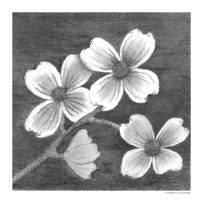 Dogwood - BruceDellinger.com in